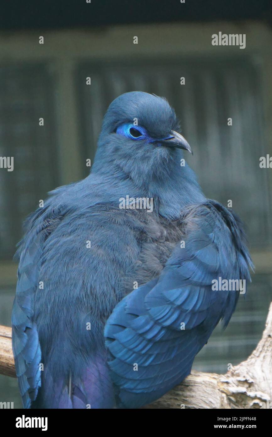 A vertical shot of a blue pegion perching on a dried tree branch Stock ...