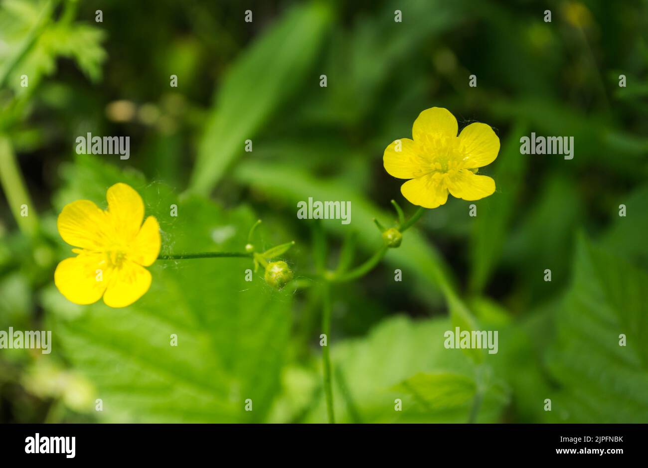Beautiful stunning marigold flowers hi-res stock photography and images ...