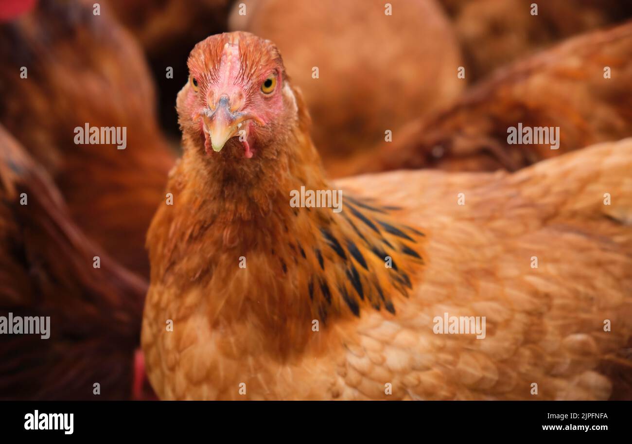 portrait free range organic eco courtyard village rural chicken laying ...