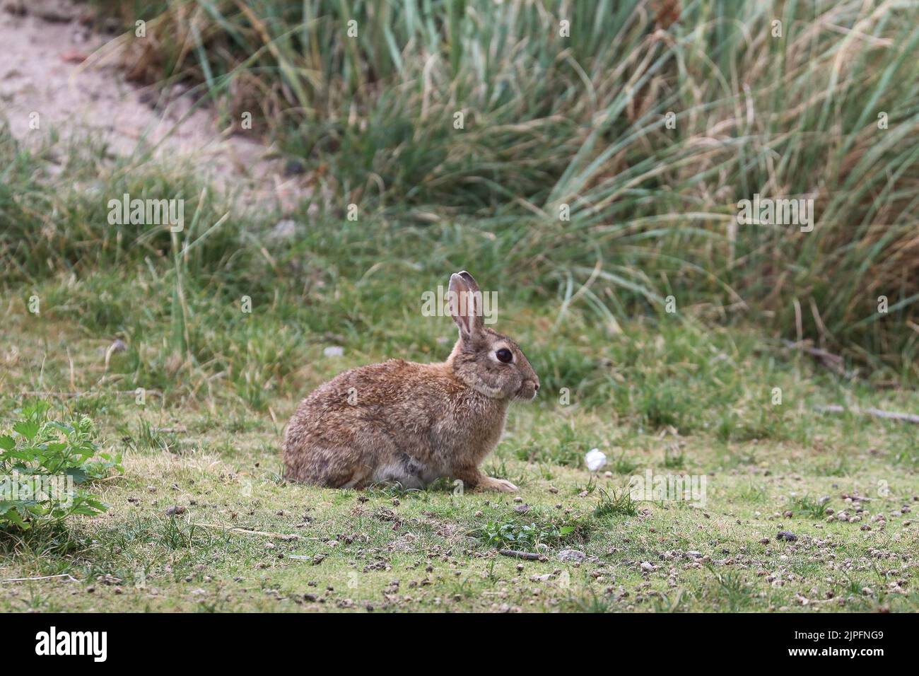 Rabbit holes hi-res stock photography and images - Alamy