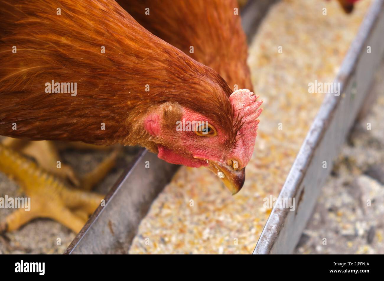 free range organic rural Hens chickens pecking eating grain maize feed ...
