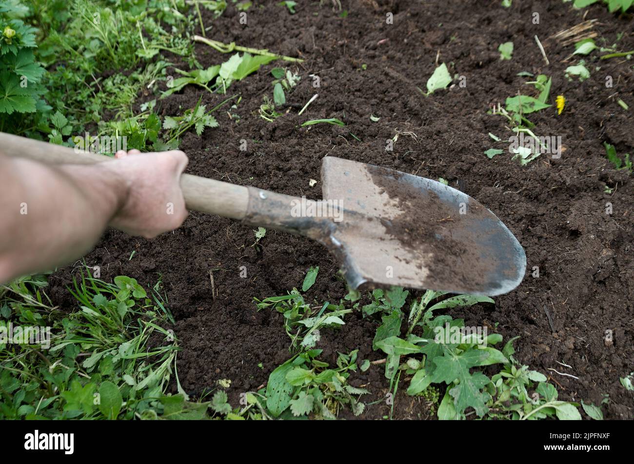 Human hands with shovel digging garden bed or farm. Farming, gardening ...