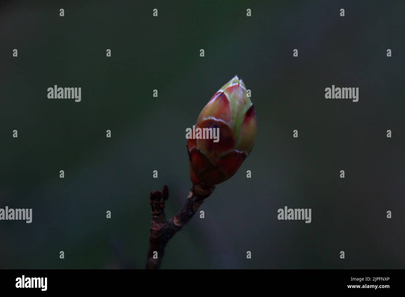 Wood Nature Sun Chilling Hik, awakening of nature, spring Stock Photo ...