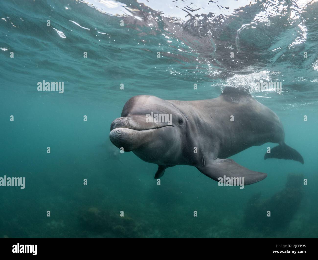 The marine mammals of the Black sea in the current world Stock Photo ...
