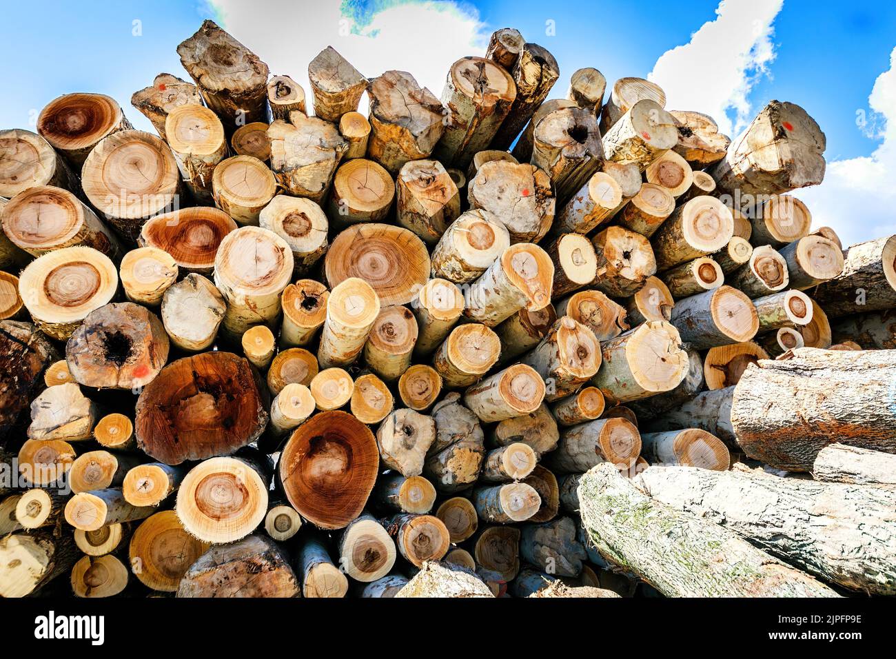 The stacked wood logs with pine trees Stock Photo - Alamy