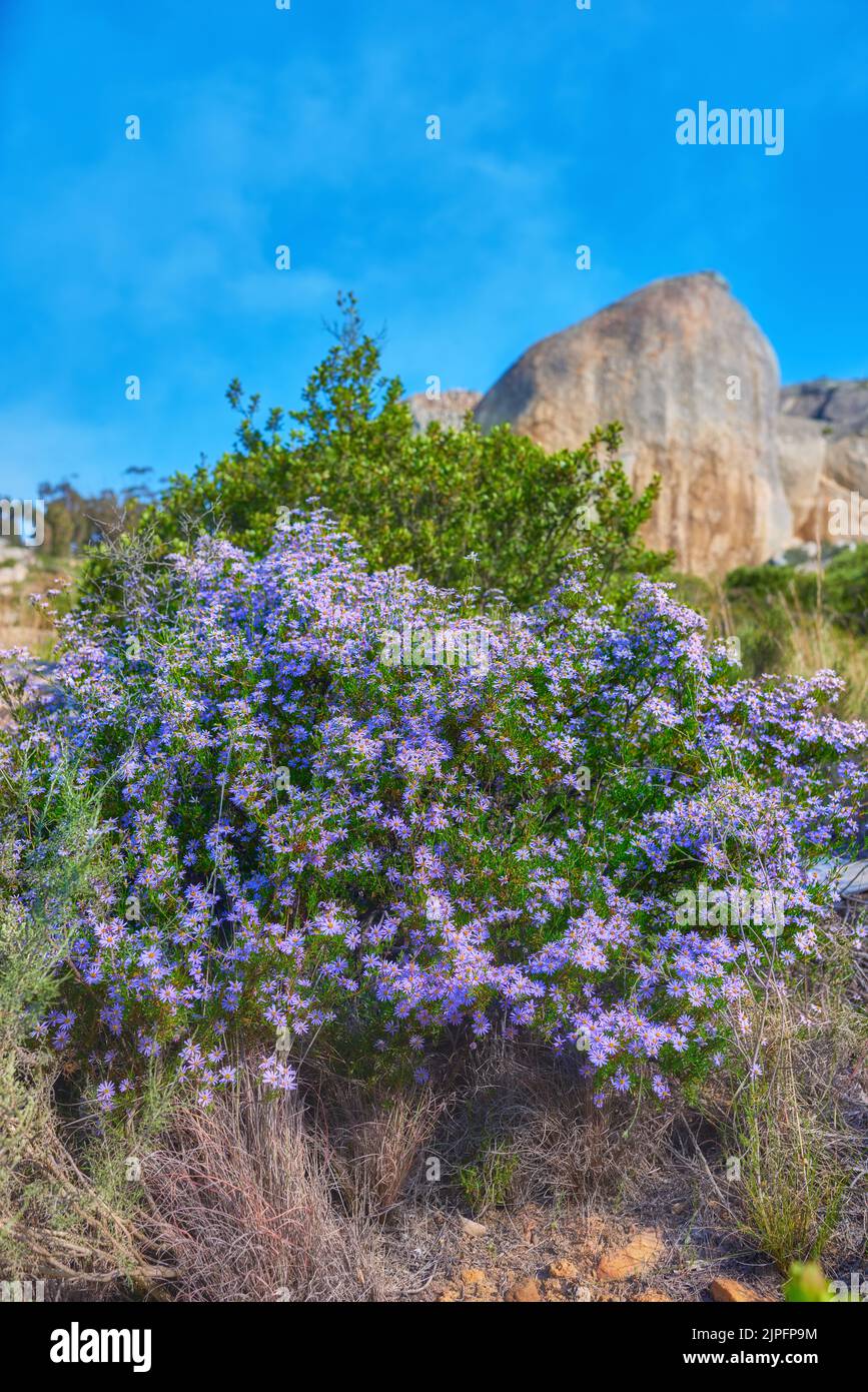 Table mountain wild flowers hi-res stock photography and images - Alamy