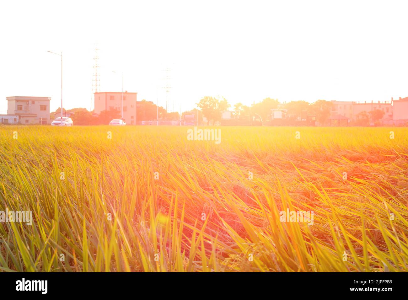 Gold paddy hi-res stock photography and images - Alamy