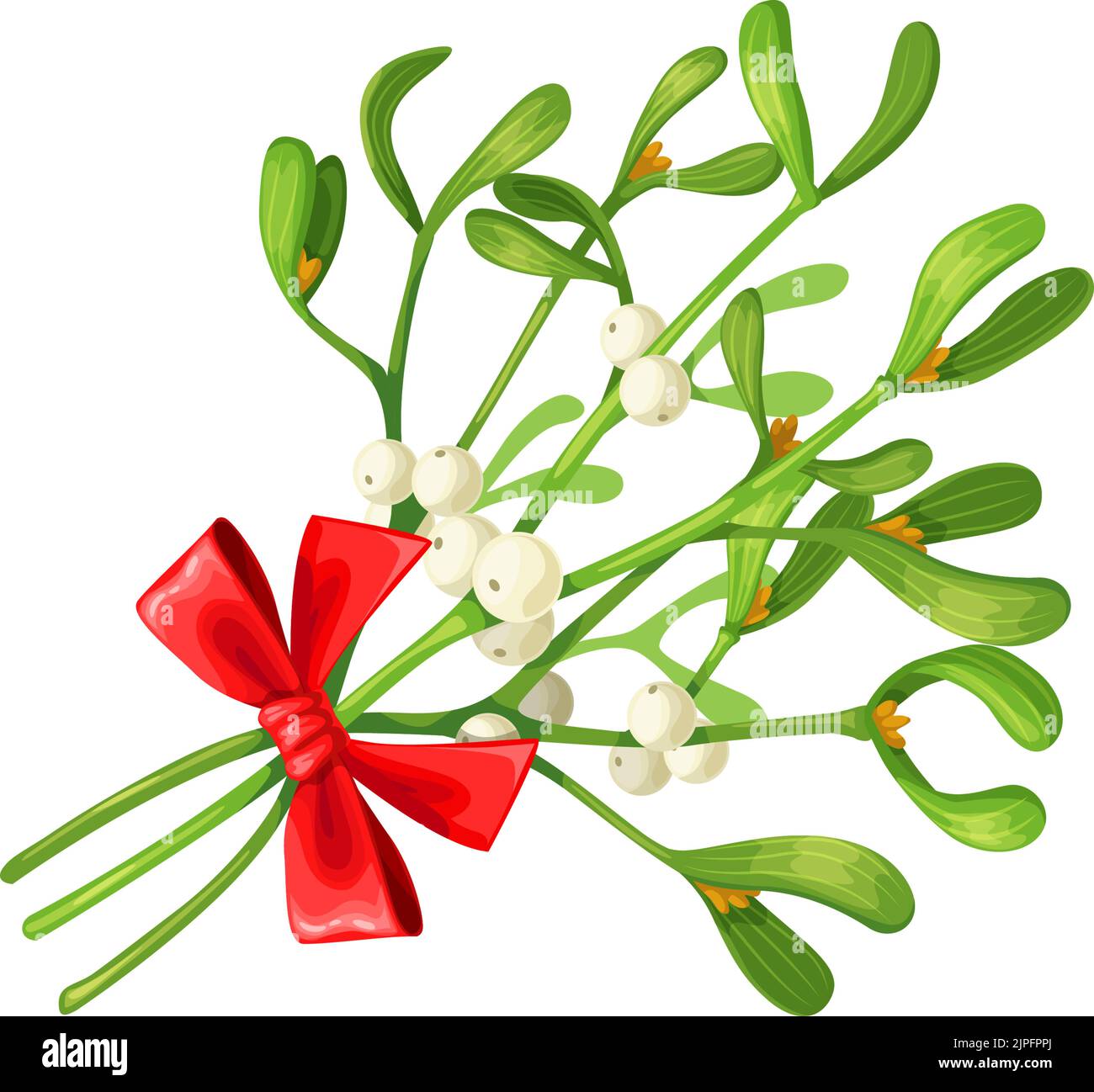 Mistletoe branches vector, Christmas holiday bouquet with ribbon and ...