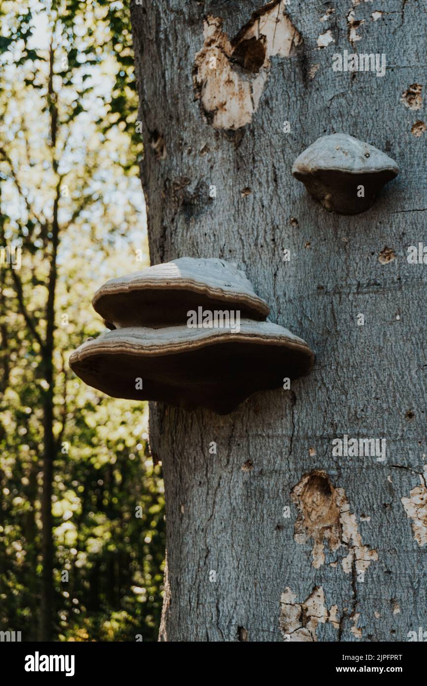 Mushrooms growing on the side of a tree in the forest in the ...