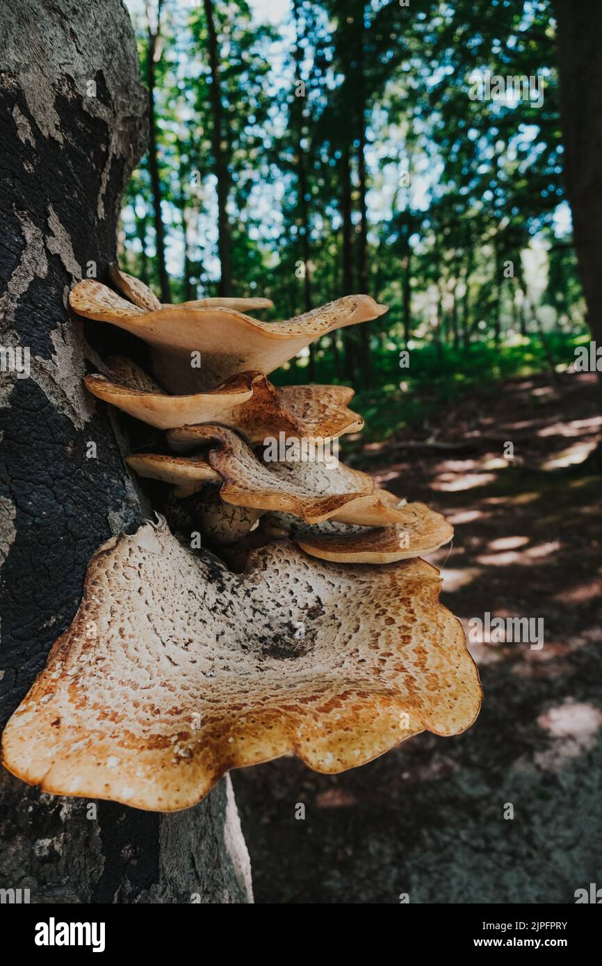 Mushrooms growing on the side of a tree in the forest in the ...