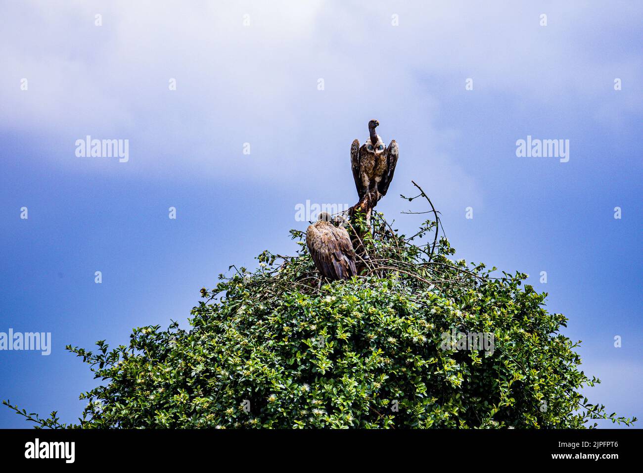 A vulture is a bird of prey that scavenges on carrion. There are 23 ...