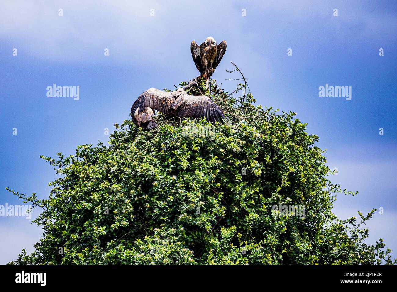A vulture is a bird of prey that scavenges on carrion. There are 23 ...