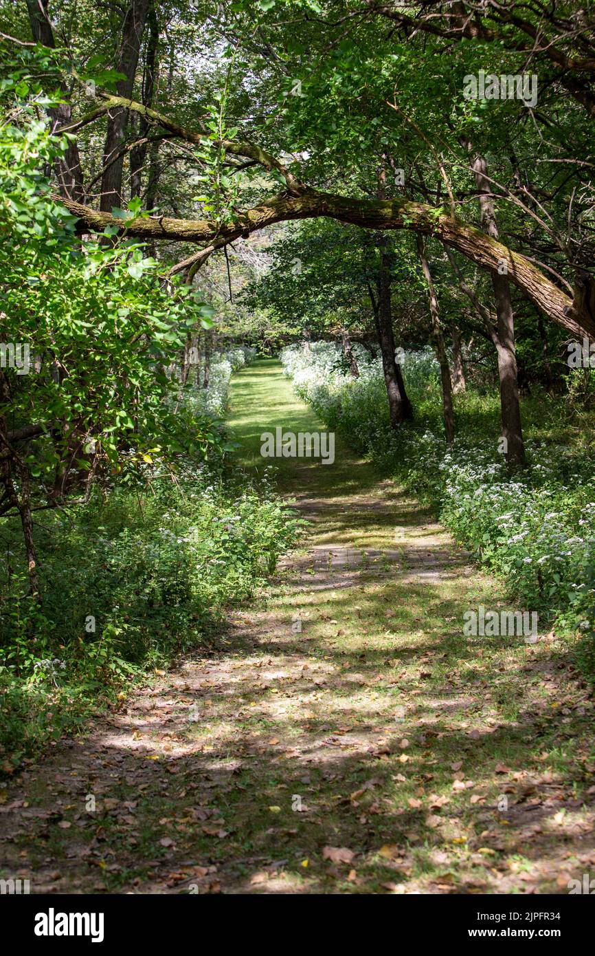 A vertical shot of a path in the nature Stock Photo - Alamy