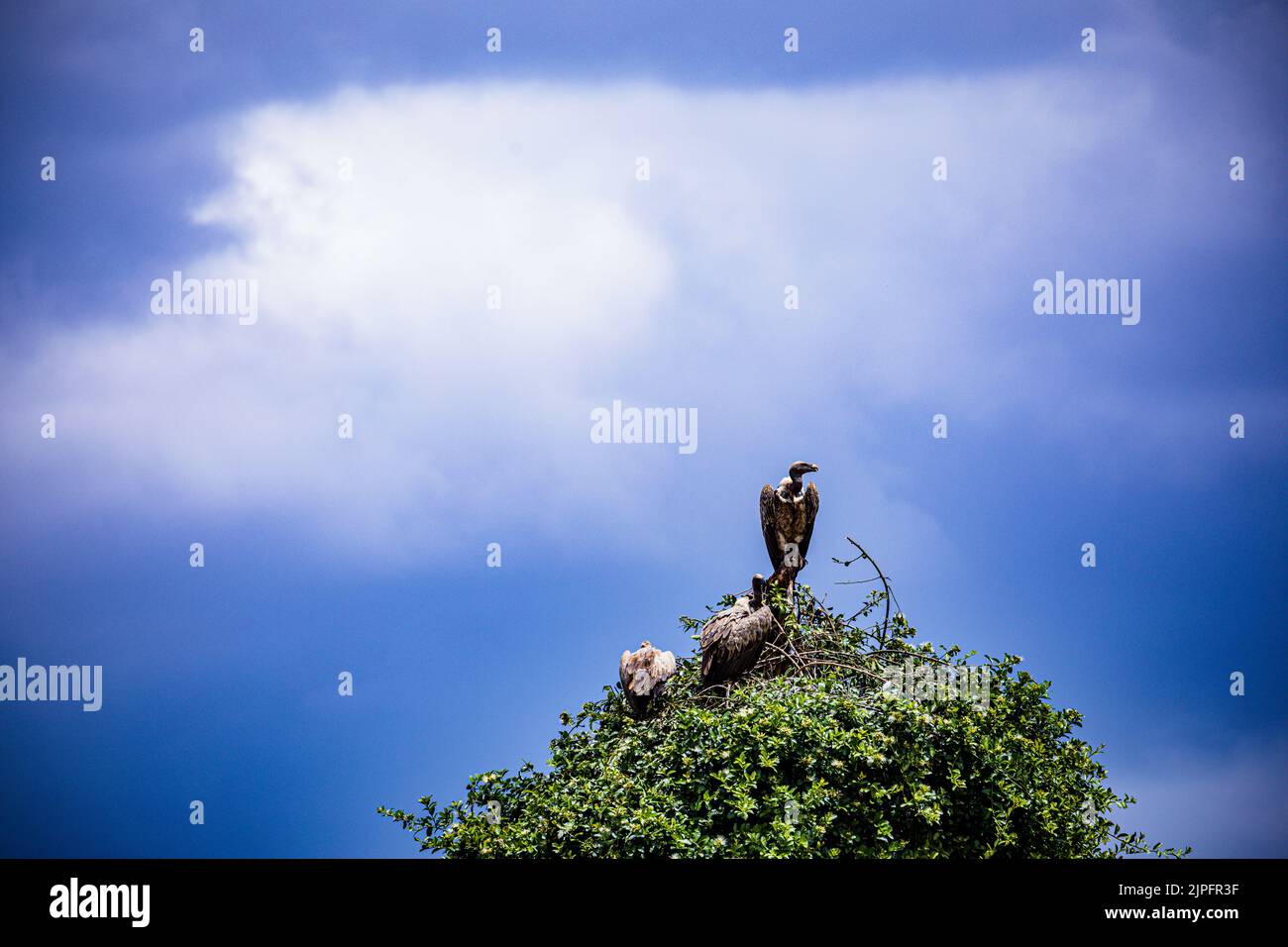 A vulture is a bird of prey that scavenges on carrion. There are 23 ...