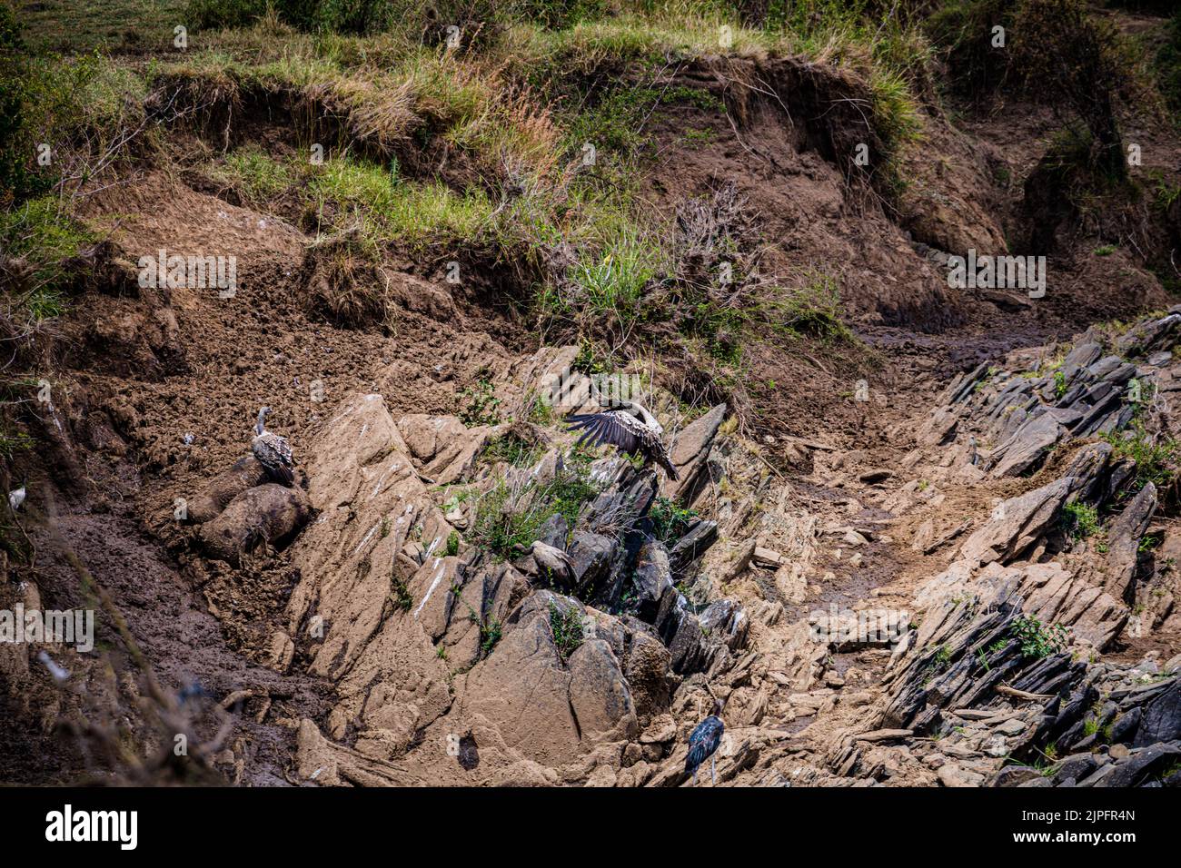 A vulture is a bird of prey that scavenges on carrion. There are 23 ...