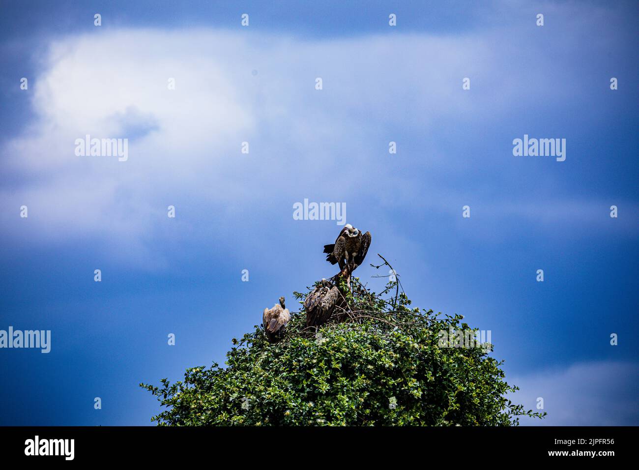 A vulture is a bird of prey that scavenges on carrion. There are 23 ...