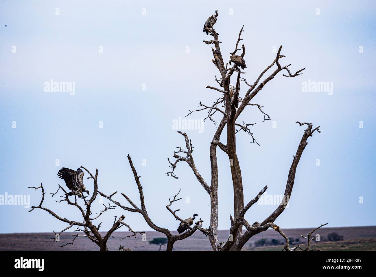 A vulture is a bird of prey that scavenges on carrion. There are 23 ...