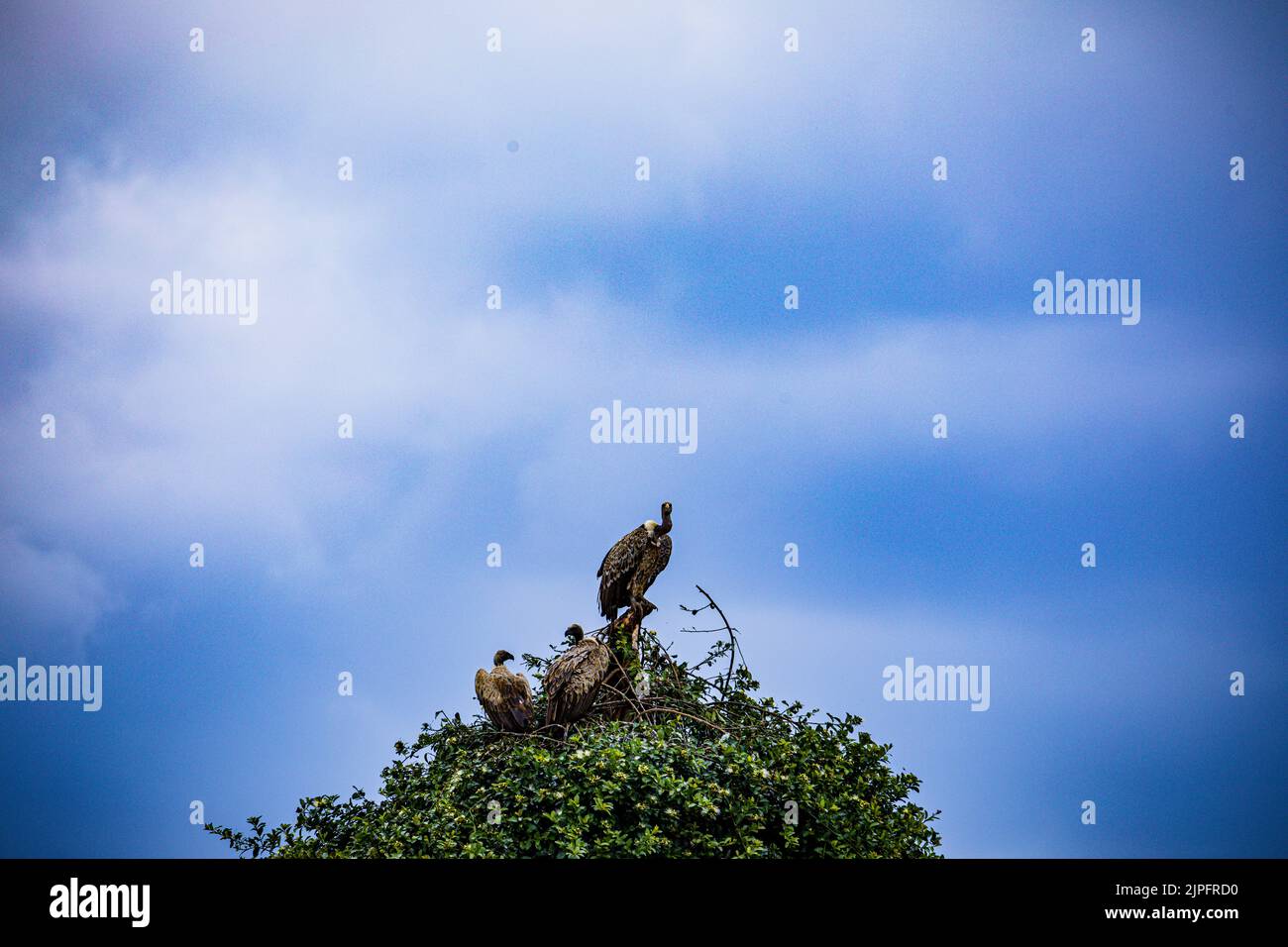 A vulture is a bird of prey that scavenges on carrion. There are 23 ...