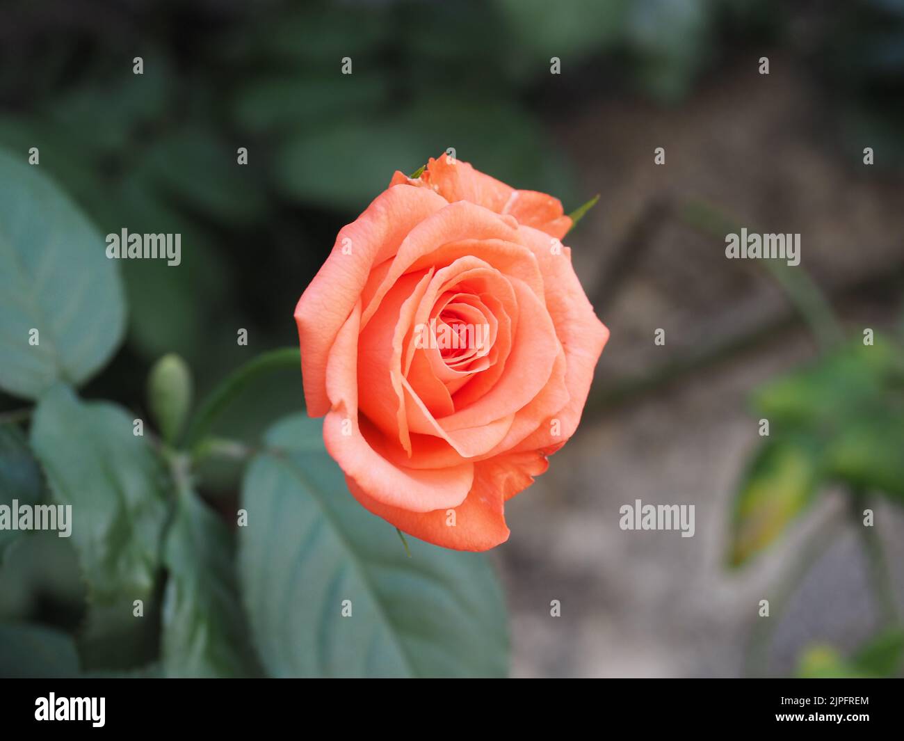 Scientific name rosa hi-res stock photography and images - Alamy