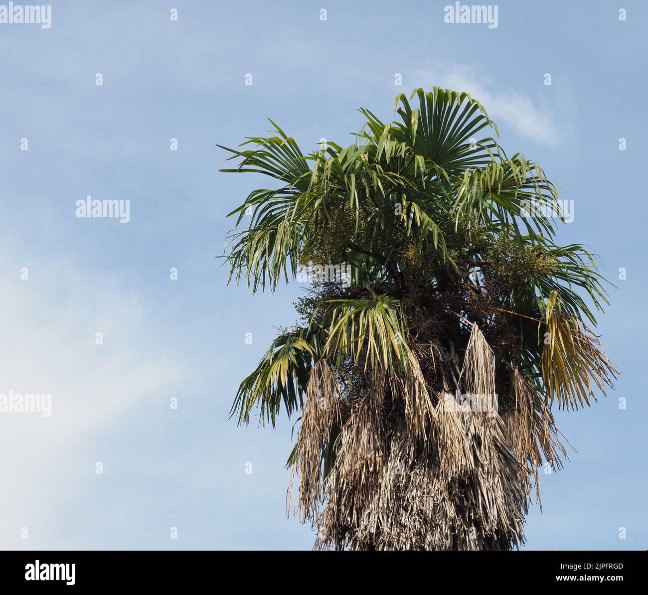 palm tree scientific classification Arecaceae over blue sky with copy ...