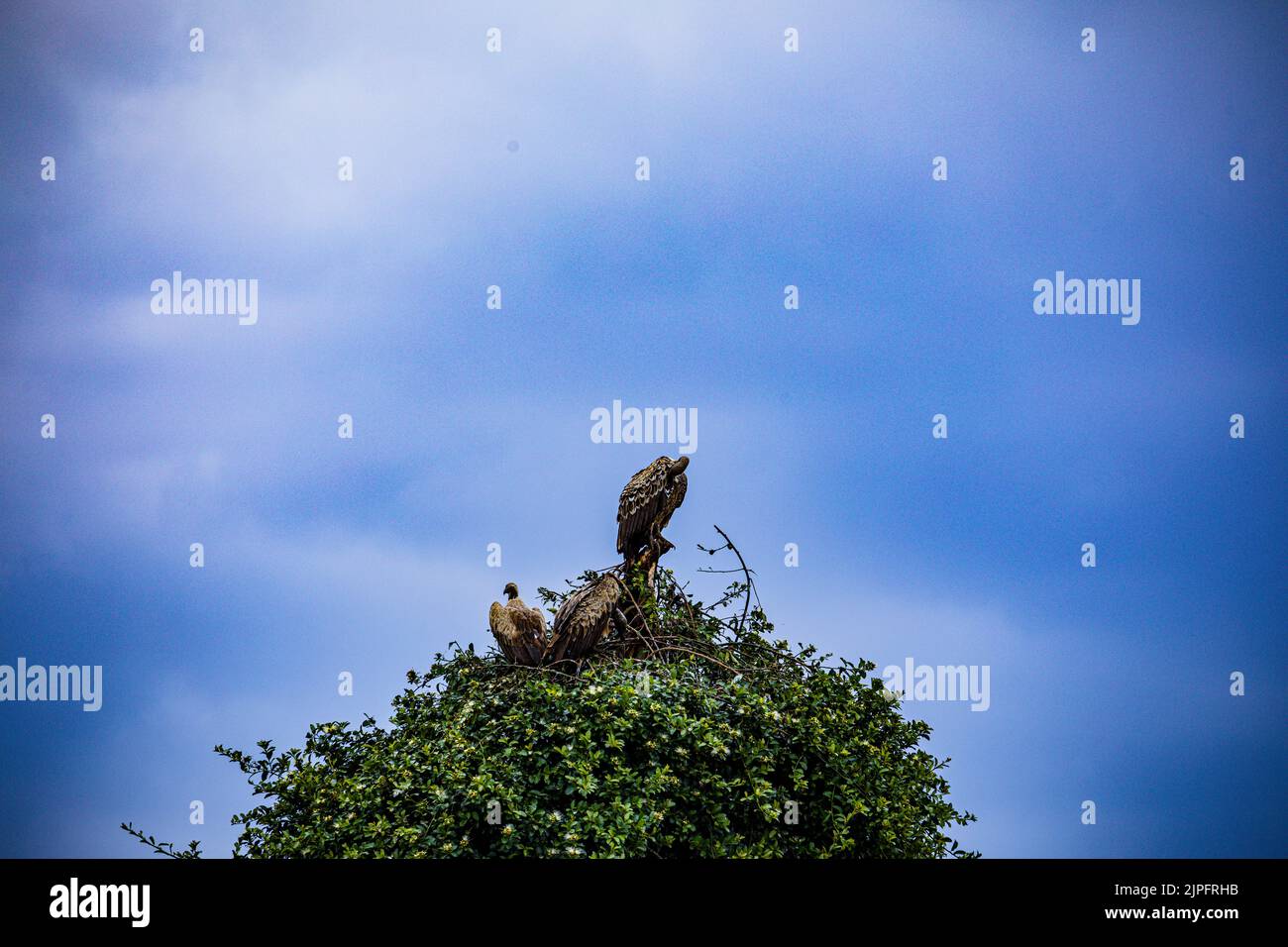 A vulture is a bird of prey that scavenges on carrion. There are 23 ...