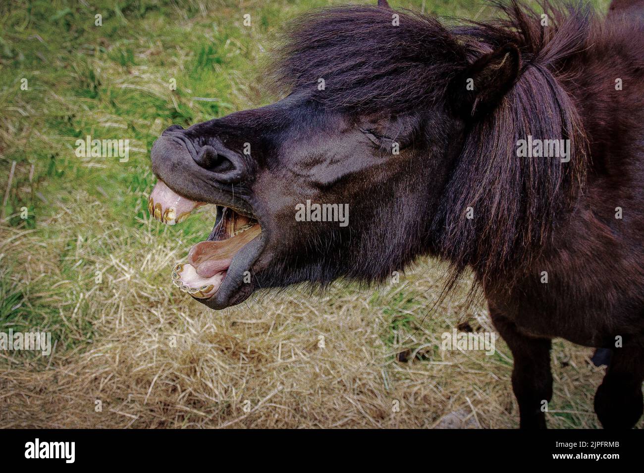 Lofoten by horse hi-res stock photography and images - Alamy