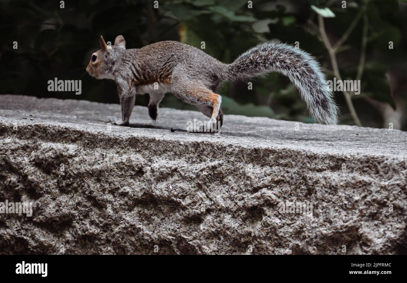 A Squirrel walking on a stone wall Stock Photo - Alamy