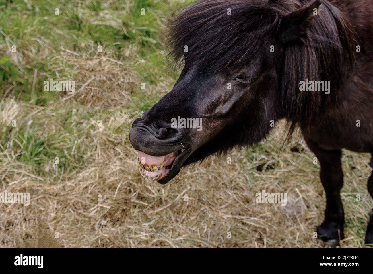 Smirking animal hi-res stock photography and images - Alamy