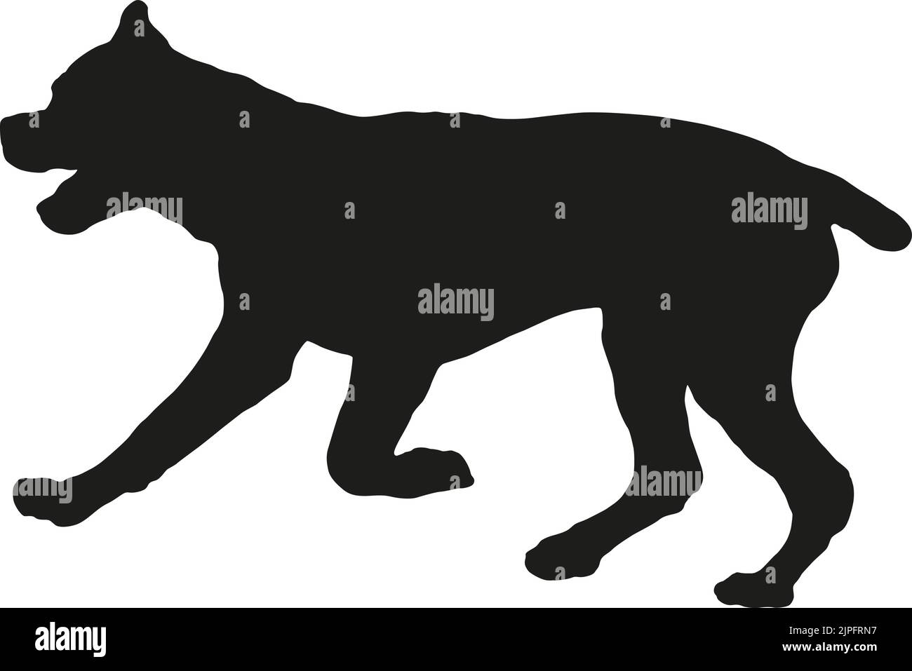 Running cane corso Cut Out Stock Images & Pictures - Alamy