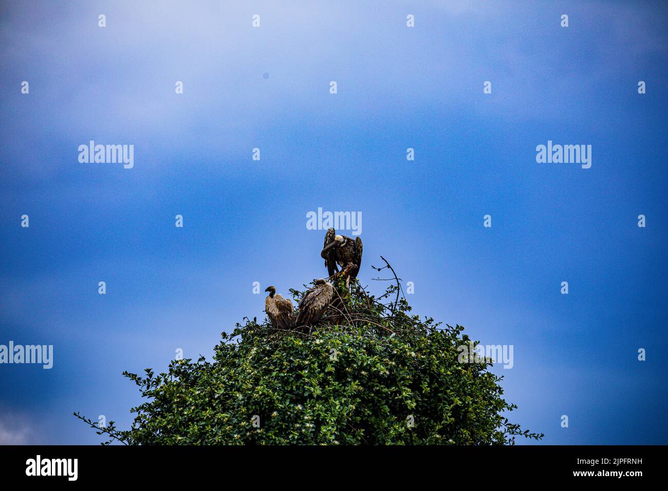 A vulture is a bird of prey that scavenges on carrion. There are 23 ...