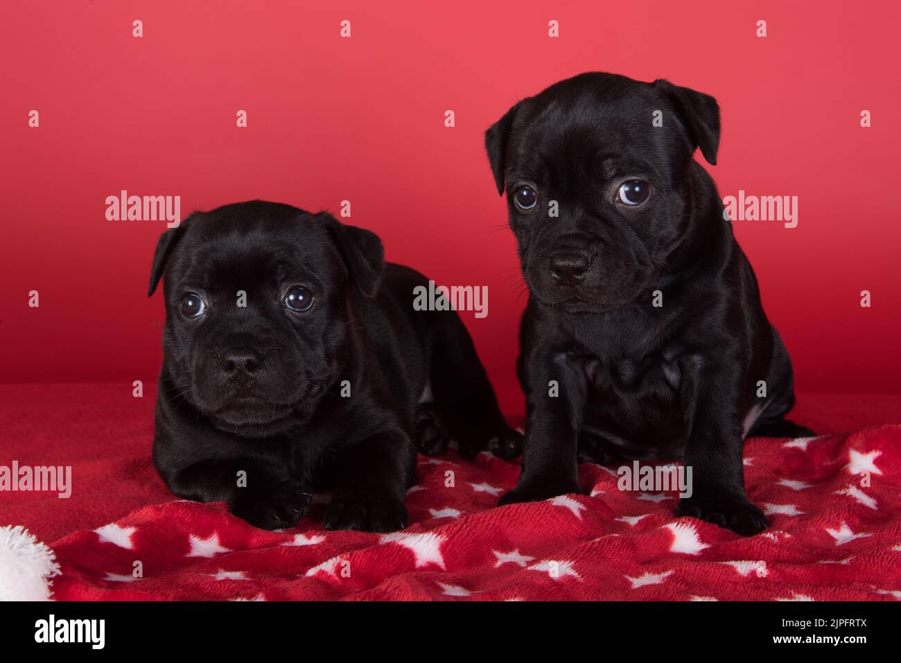 Black female American Staffordshire Bull Terrier dogs or AmStaff ...