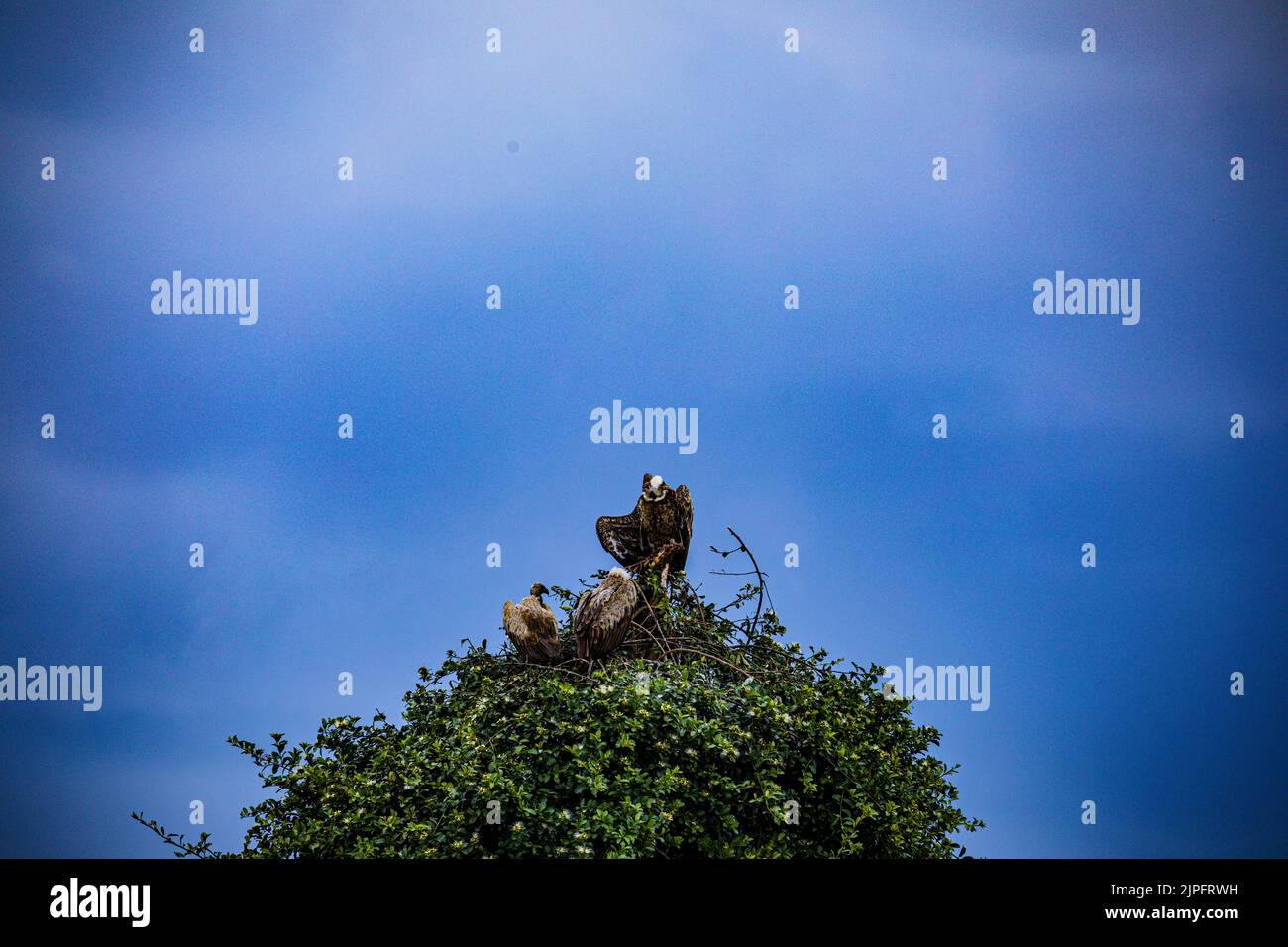 A vulture is a bird of prey that scavenges on carrion. There are 23 ...