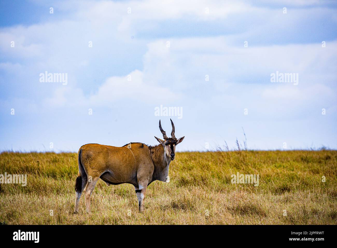 Large savannah and plains antelope hi-res stock photography and images ...
