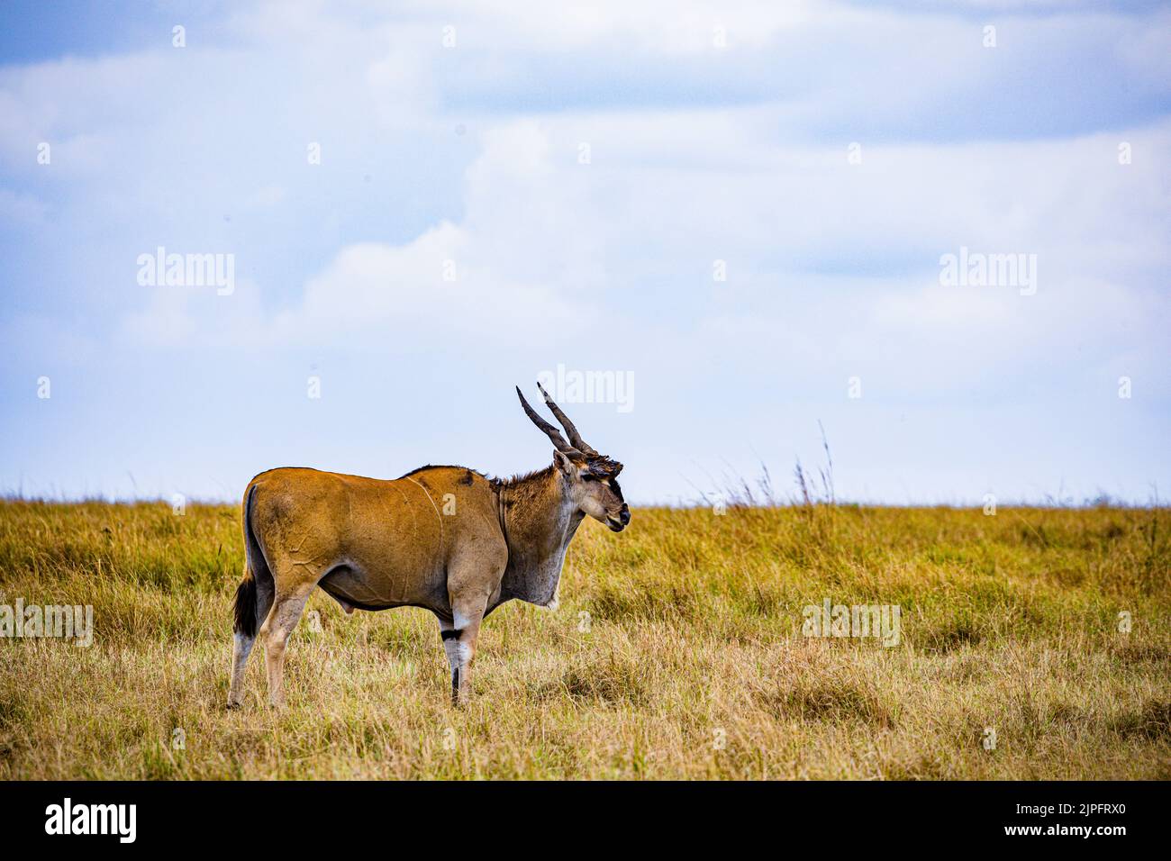Common eland known southern hi-res stock photography and images - Alamy