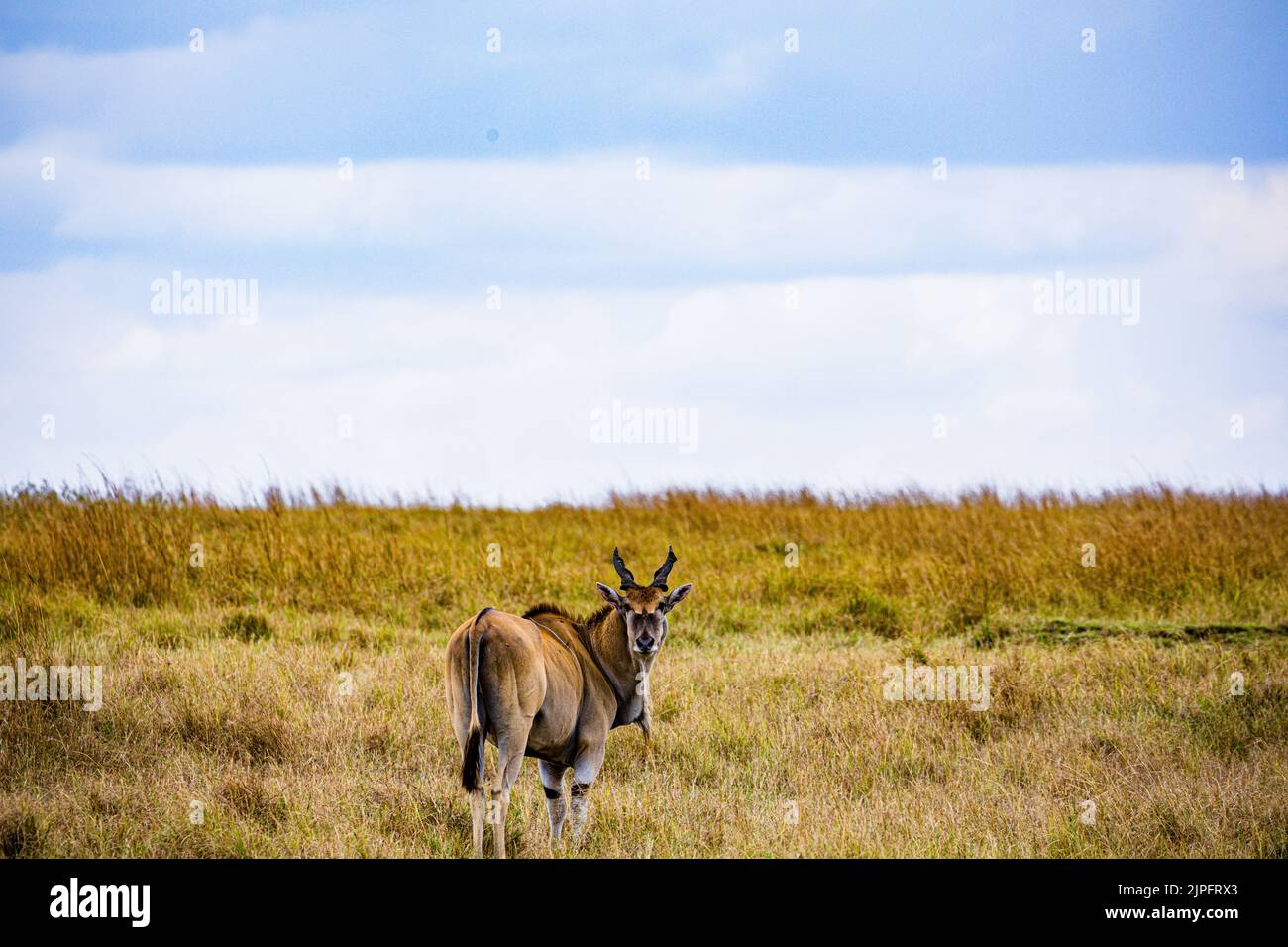 The common eland, also known as the southern eland or eland antelope ...
