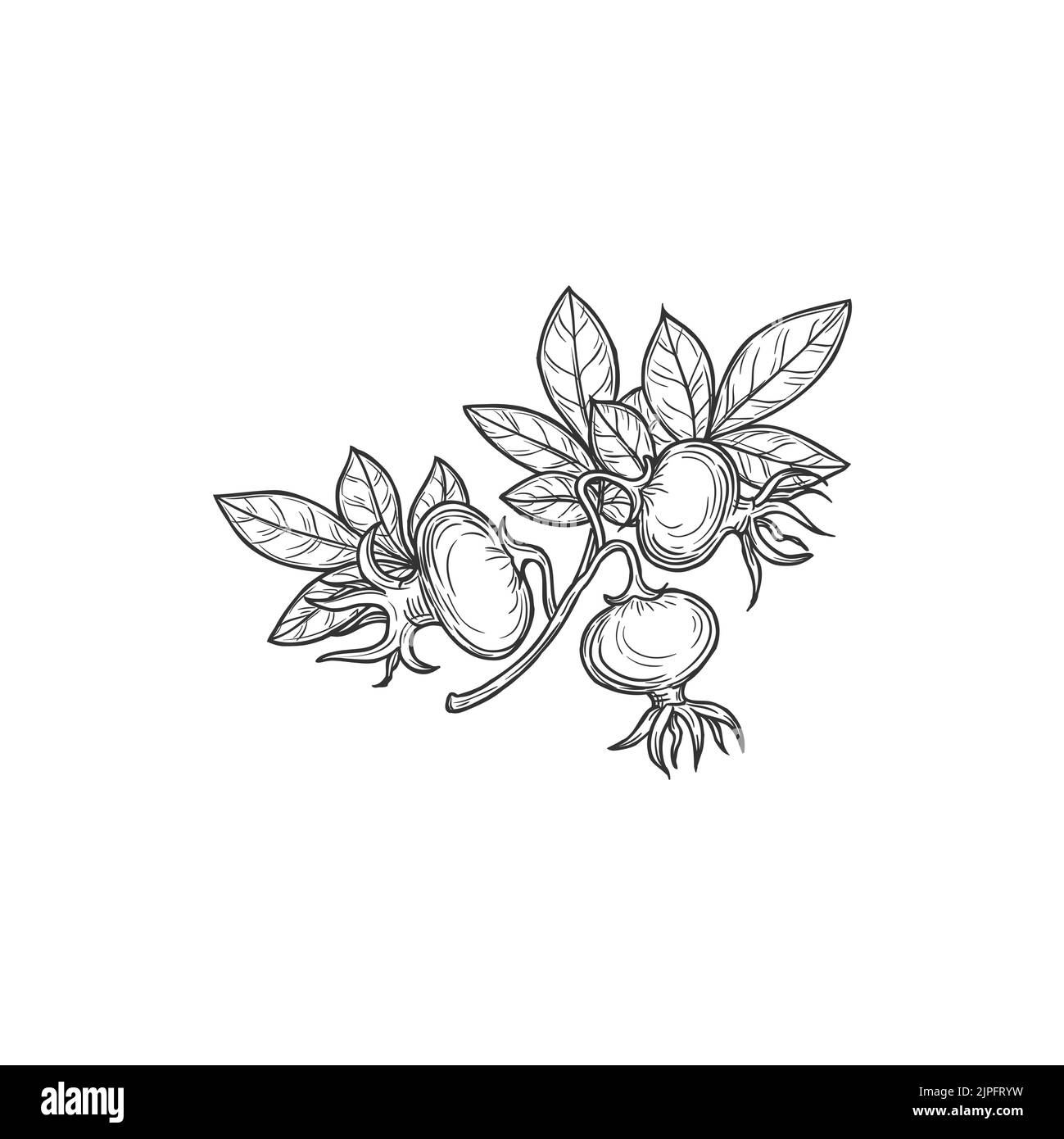 Rosehip rose berry hip Black and White Stock Photos & Images - Alamy