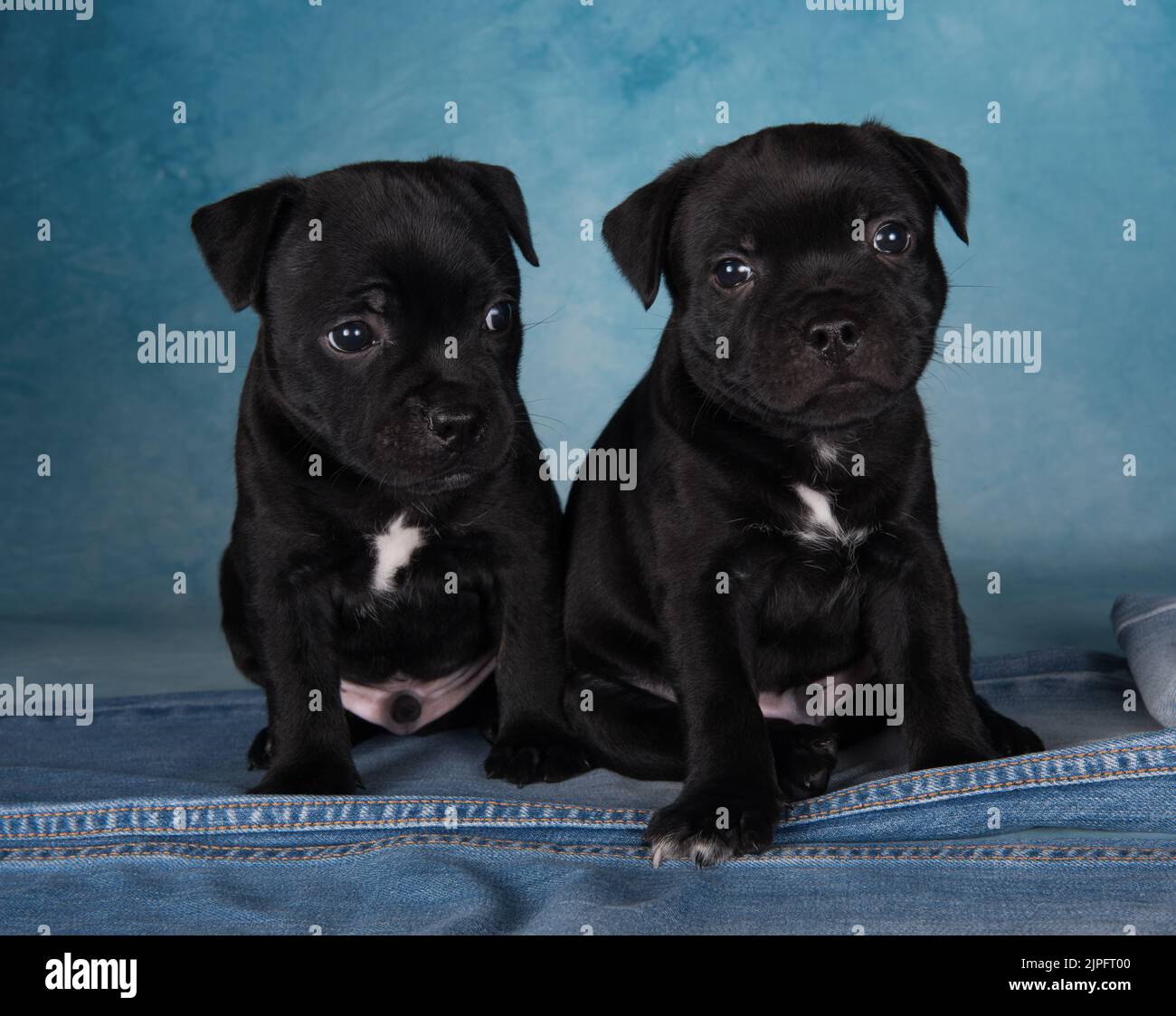Cute blue staffordshire puppies hi-res stock photography and images - Alamy