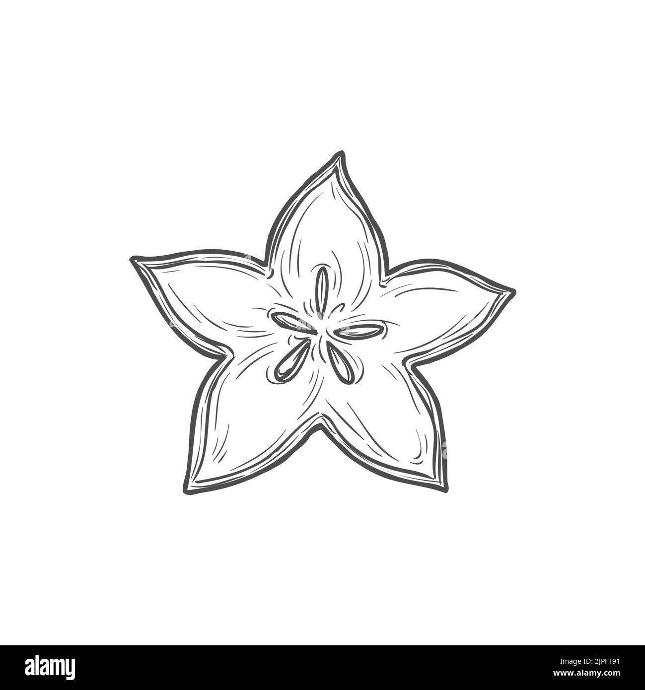 Sliced star shape carambola isolated cut fruit hand drawn monochrome ...
