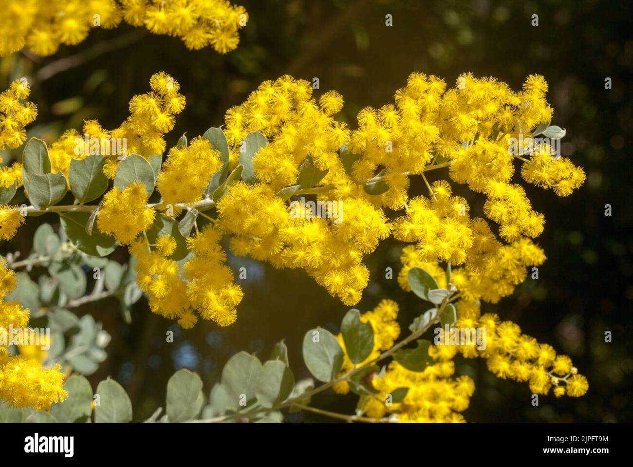 Mass of stunning golden yellow perfumed flowers of Acacia ...