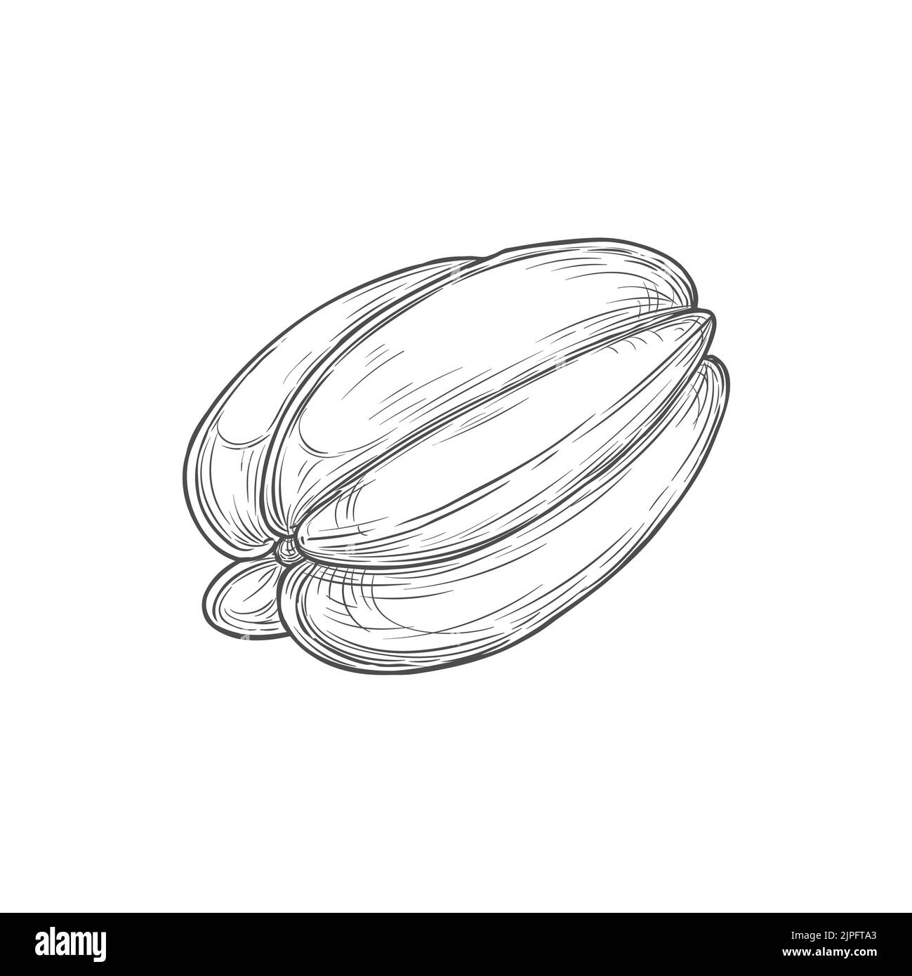 Starfruit isolated carambola whole star fruit hand drawn monochrome ...