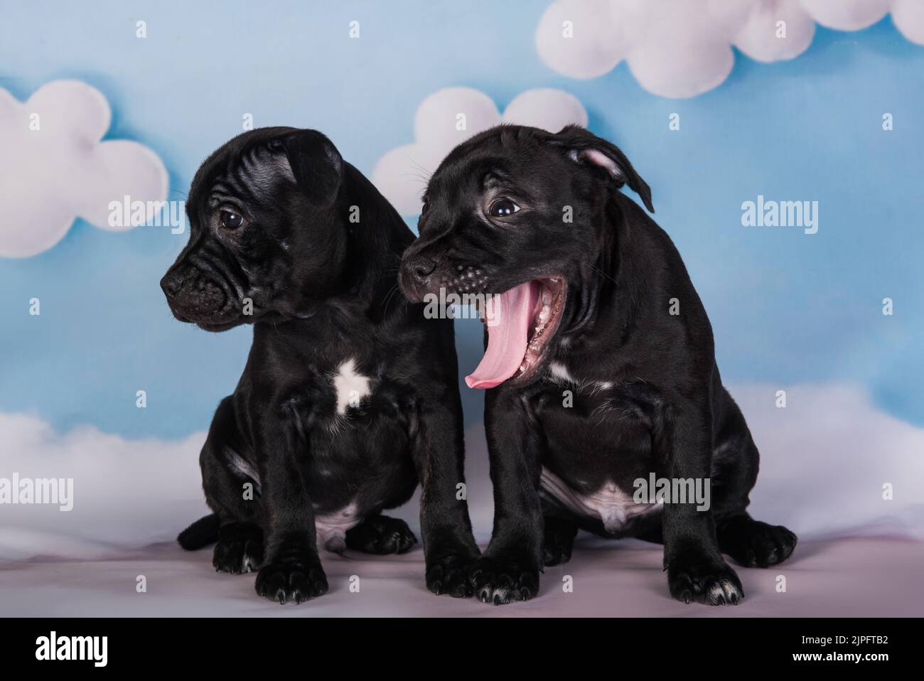 Two Black male American Staffordshire Bull Terrier dogs puppies on blue ...