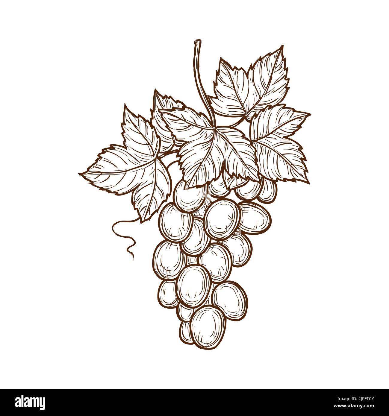 Bunch of grape with leaves isolated monochrome hand drawn sketch ...