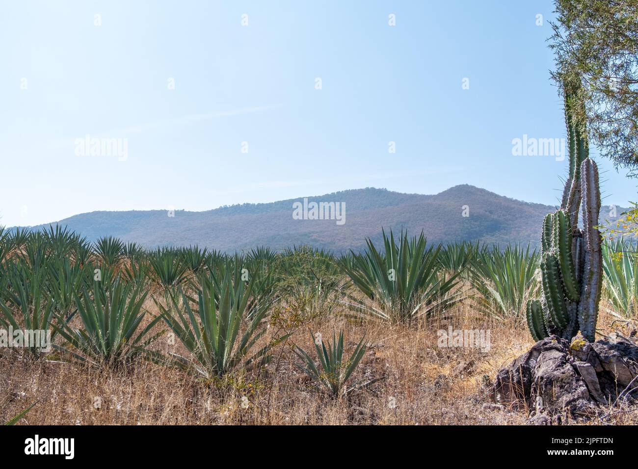Rows of espadin "smallsword", (Agave angustifolia), the predominant ...