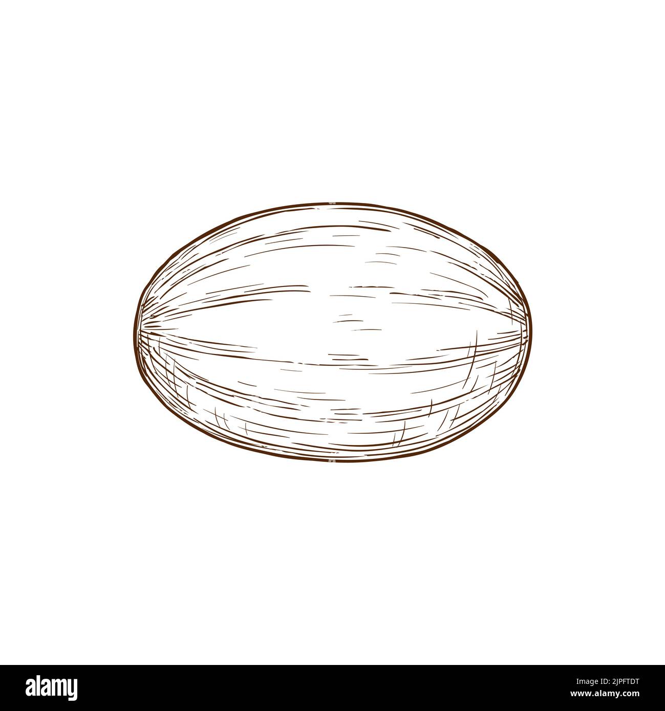 Muskmelon, whole melon isolated fruit hand drawn sketch. Vector exotic ...