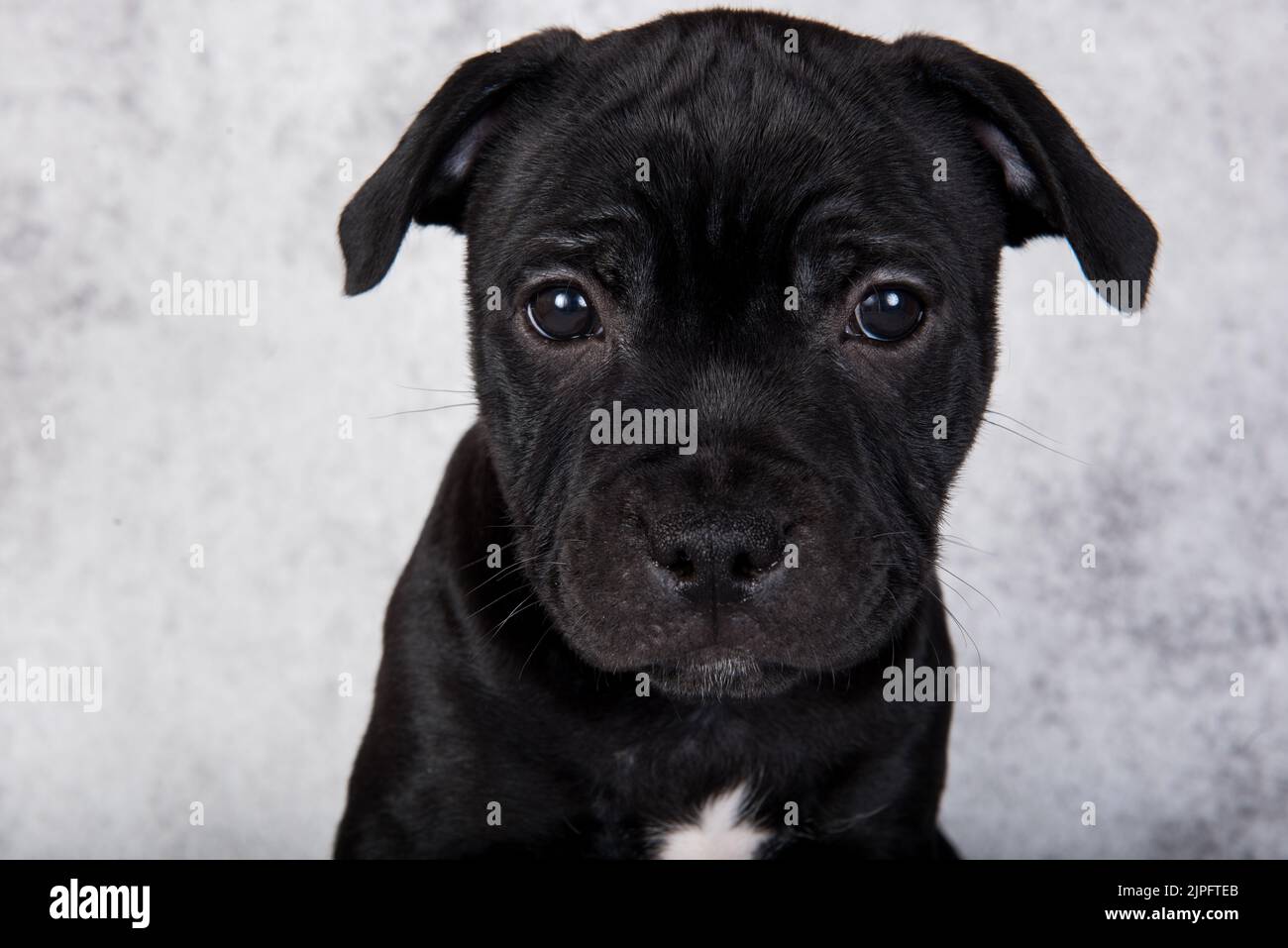 Black female American Staffordshire Bull Terrier dog puppy on gray ...