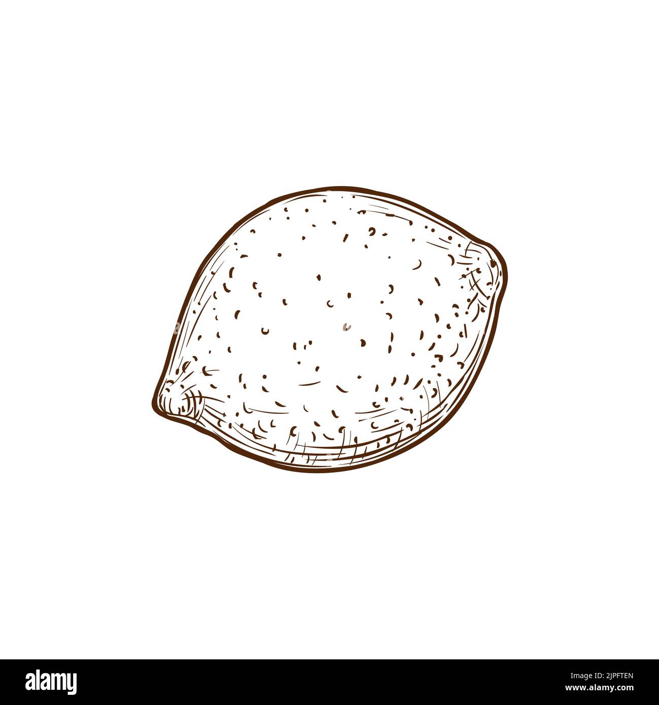 Exotic lemon isolated doodle of hand drawn summer dessert. Vector ...