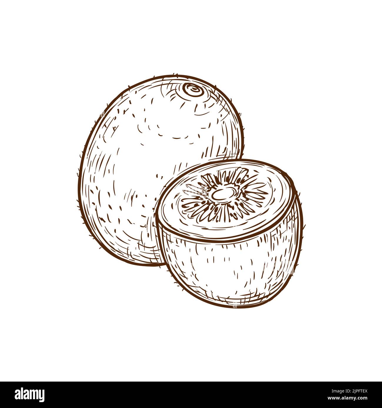 Kiwi fruit whole and half isolated hand drawn sketch. Vector edible ...