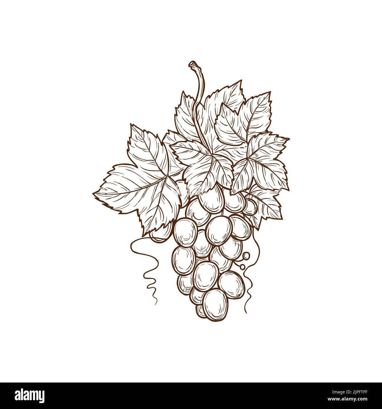 Grapes bunch with leaves isolated pencil drawing fruit. Vector muscat ...