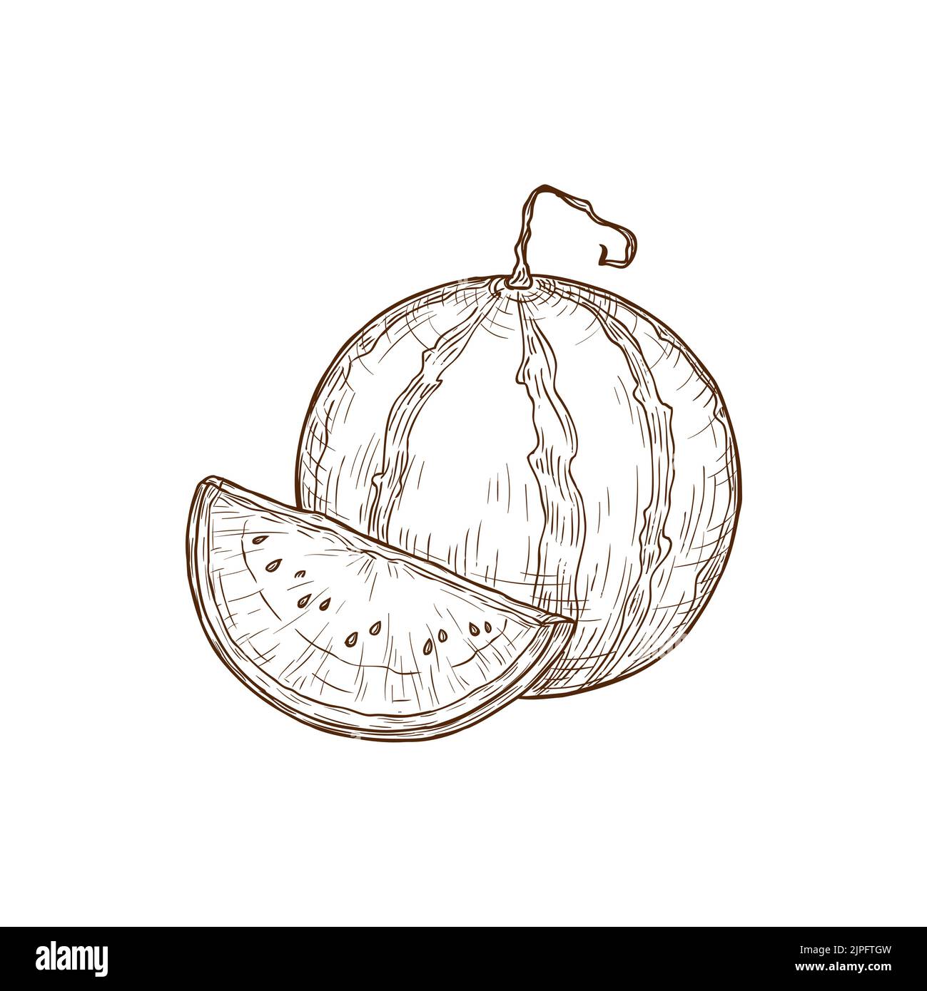 Watermelon fruit whole and cut slice isolated sketch. Vector hand drawn ...