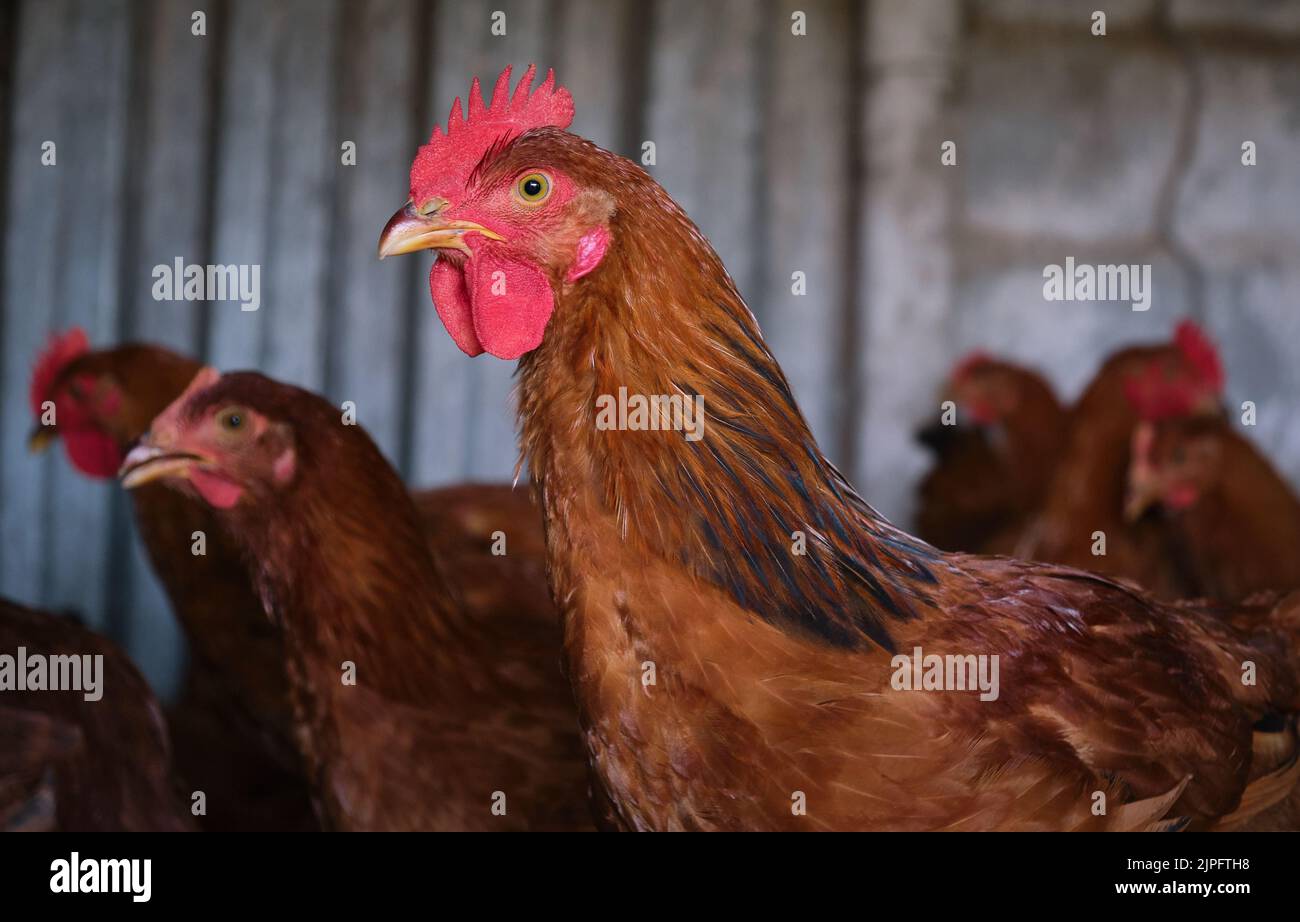 Cockerel bird crown hen hi-res stock photography and images - Alamy